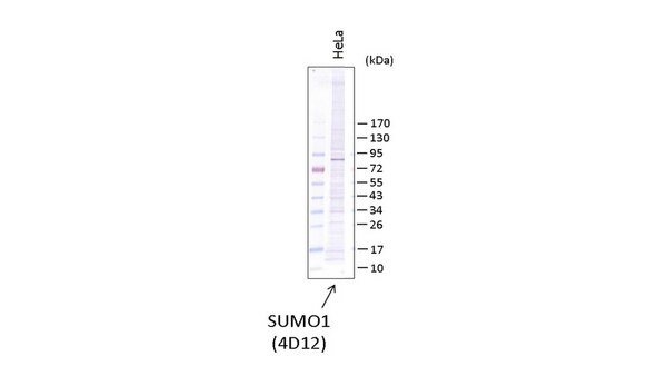 Anti-SUMO-1 Antibody, clone 4D12 | MABS1223